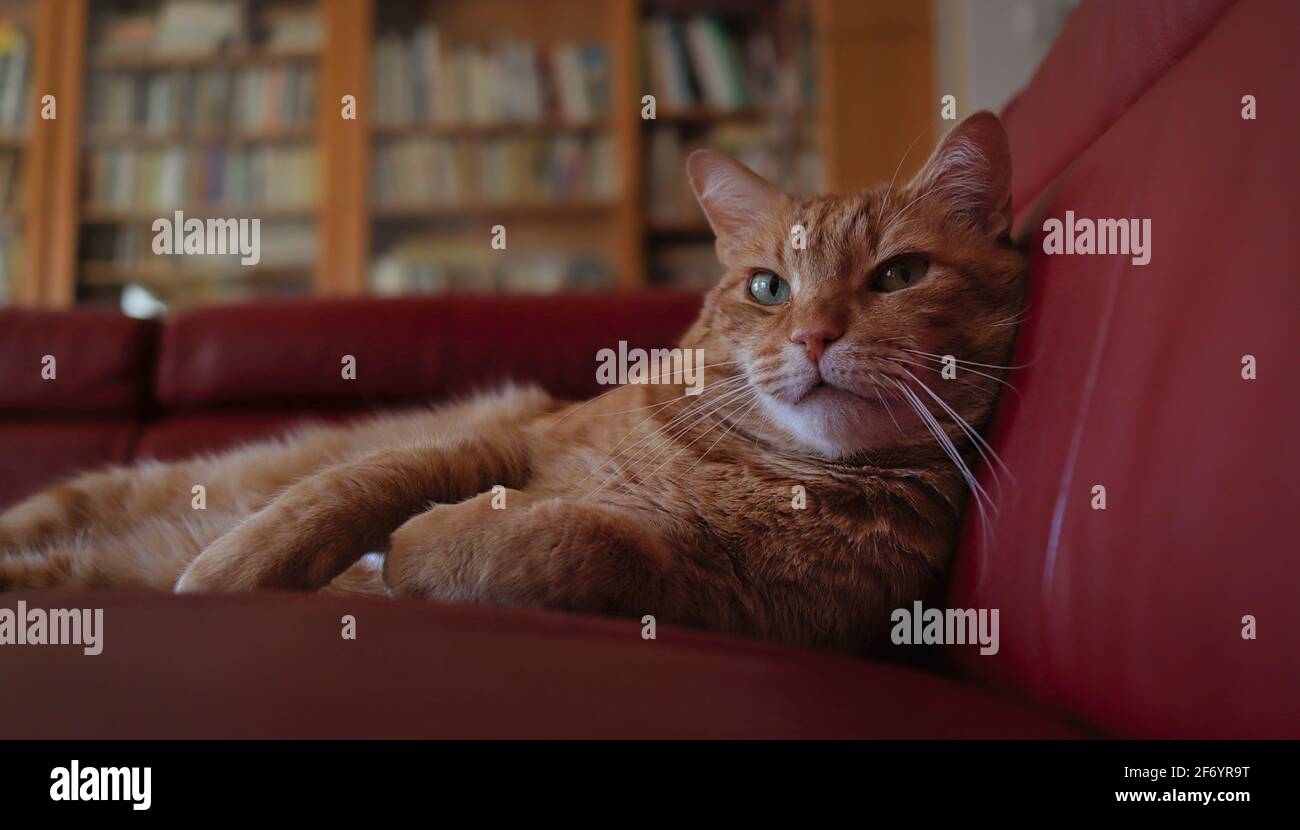 Auf rotem sofa -Fotos und -Bildmaterial in hoher Auflösung – Alamy