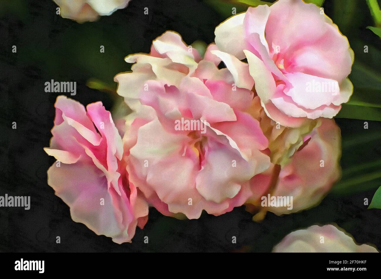 Nerium oleander bild -Fotos und -Bildmaterial in hoher Auflösung – Alamy