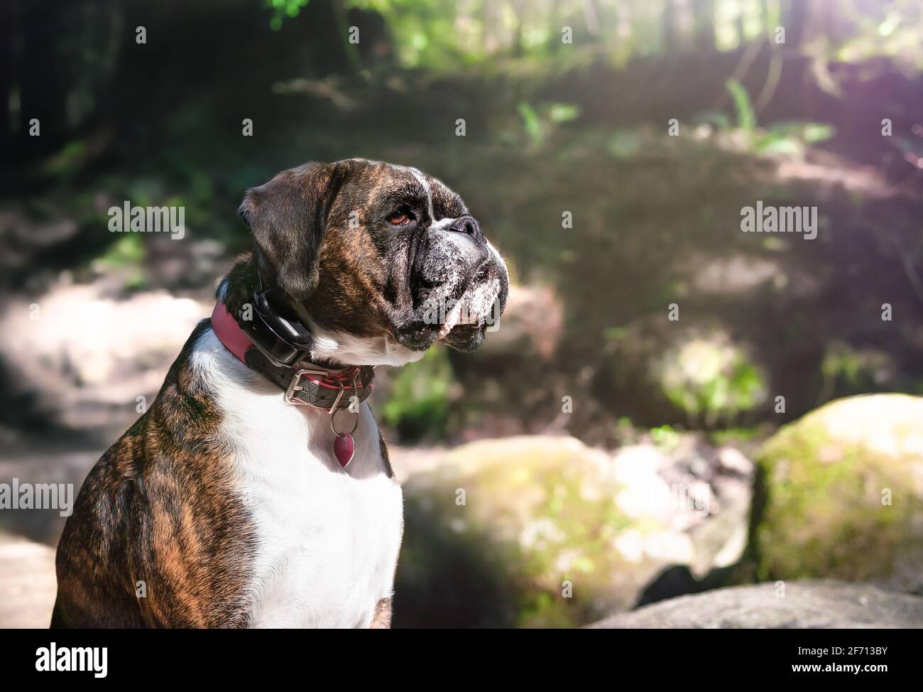 Stop collar -Fotos und -Bildmaterial in hoher Auflösung – Alamy