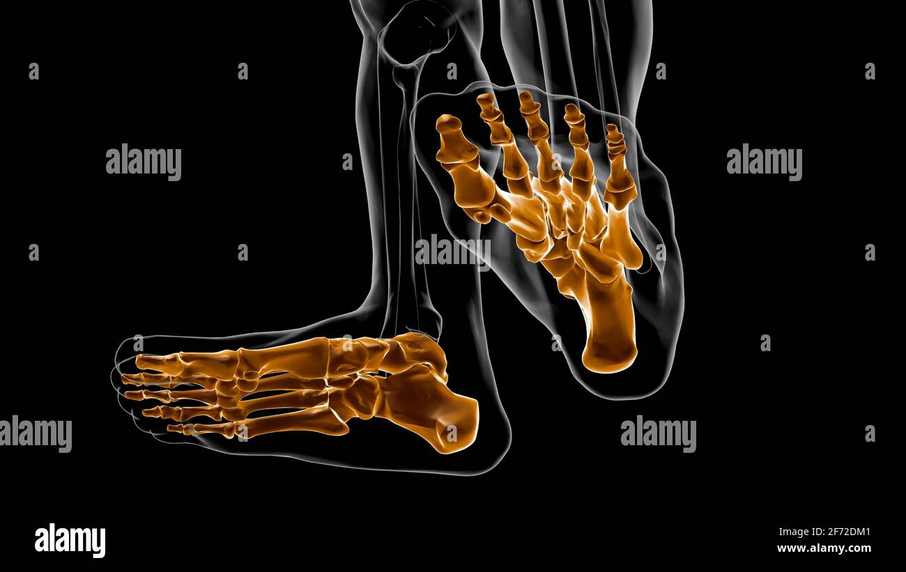 Menschliche Skelett Fußknochen Anatomie für medizinisches Konzept 3D ...