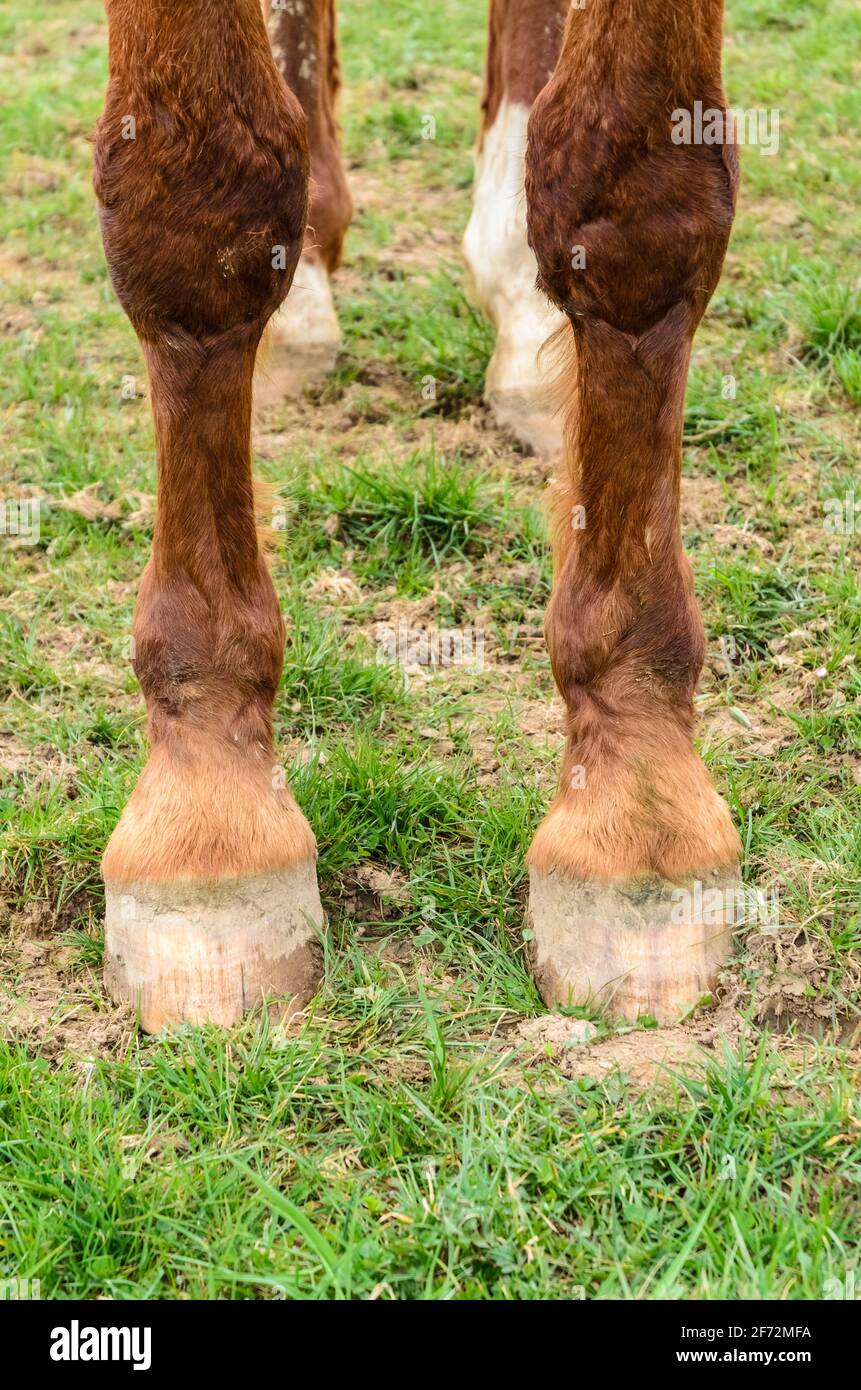Pferd anatomie -Fotos und -Bildmaterial in hoher Auflösung – Alamy