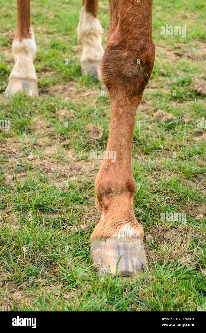 Pferd anatomie -Fotos und -Bildmaterial in hoher Auflösung – Alamy