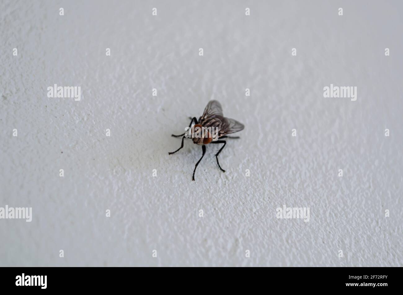 Fliege an der wand -Fotos und -Bildmaterial in hoher Auflösung – Alamy