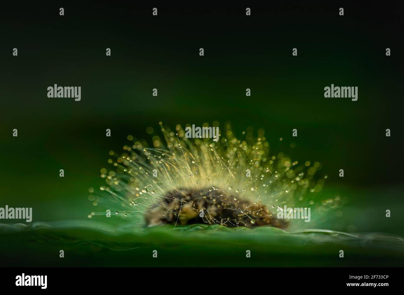 Haarige raupe -Fotos und -Bildmaterial in hoher Auflösung – Alamy