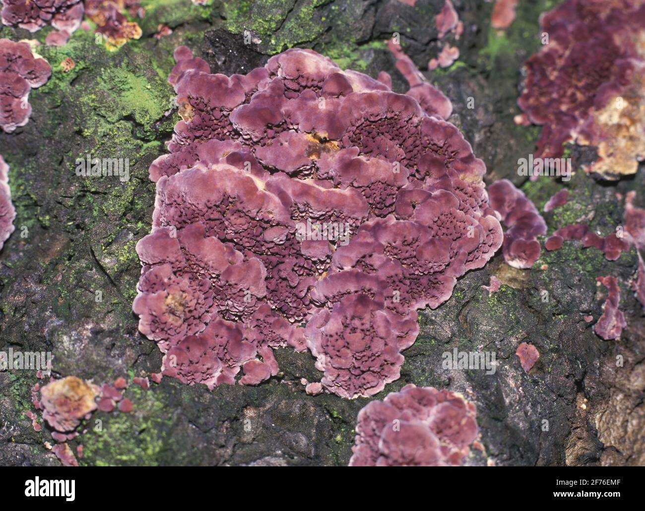 Rote Algen Auf Der Stockfotos und -bilder Kaufen - Alamy