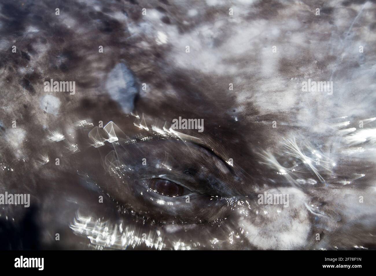 Wal auge -Fotos und -Bildmaterial in hoher Auflösung – Alamy