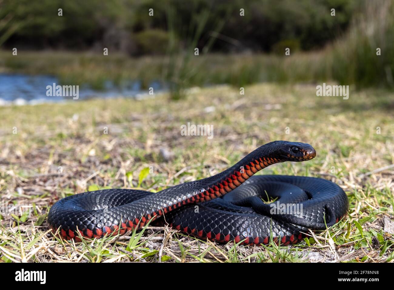 Lebensraum schlangen -Fotos und -Bildmaterial in hoher Auflösung – Alamy