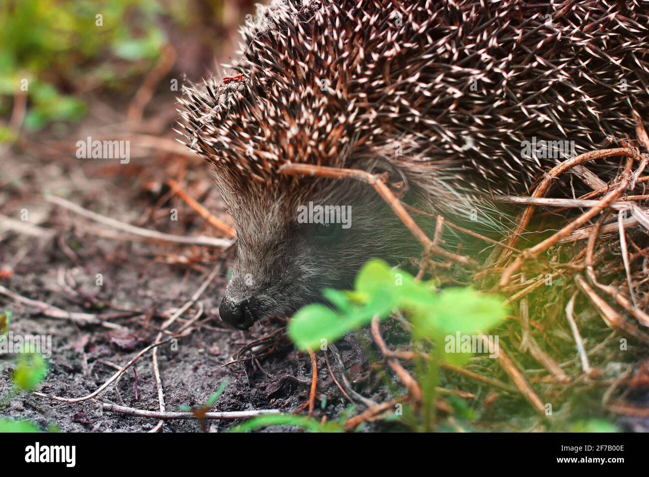 Igel kopf -Fotos und -Bildmaterial in hoher Auflösung – Alamy