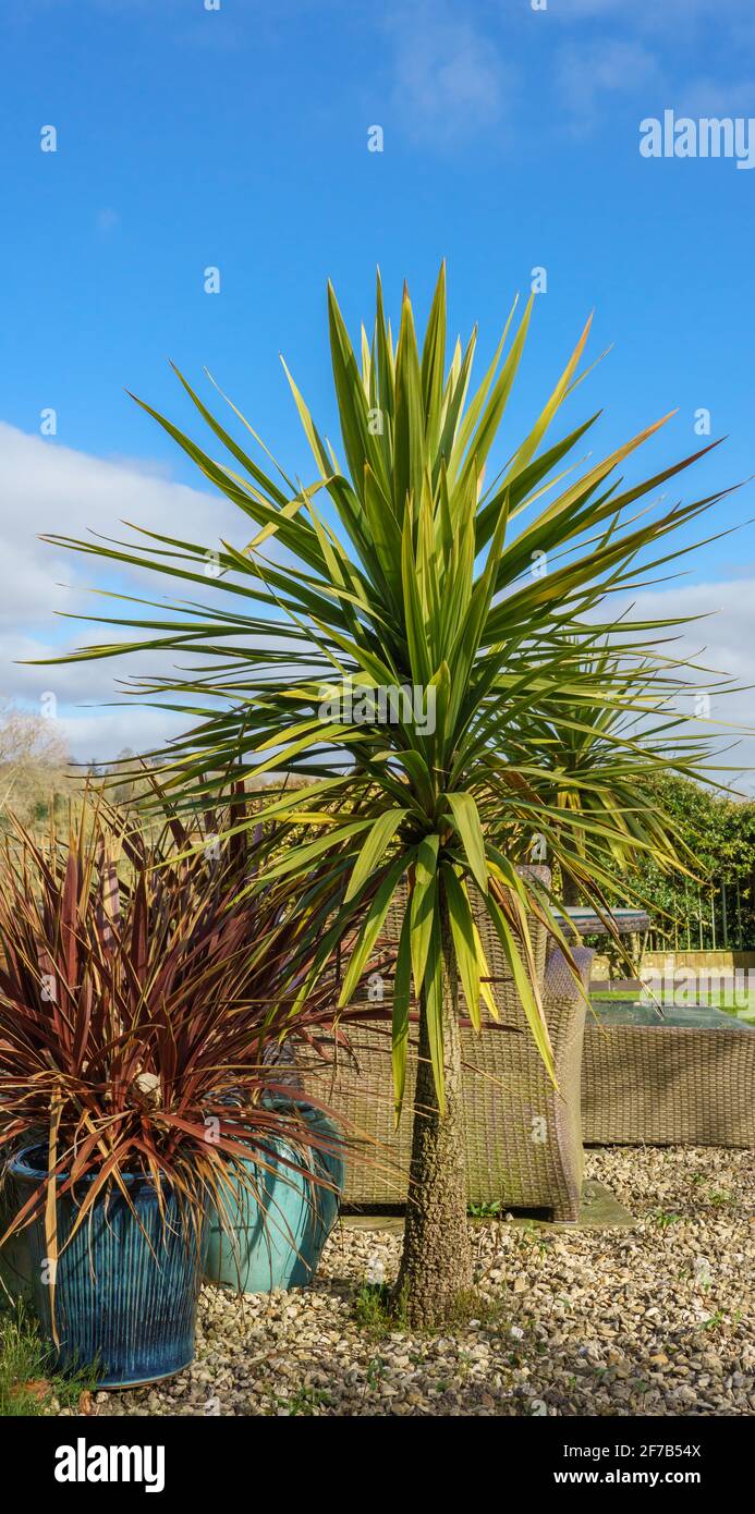 Schwingende palme -Fotos und -Bildmaterial in hoher Auflösung – Alamy