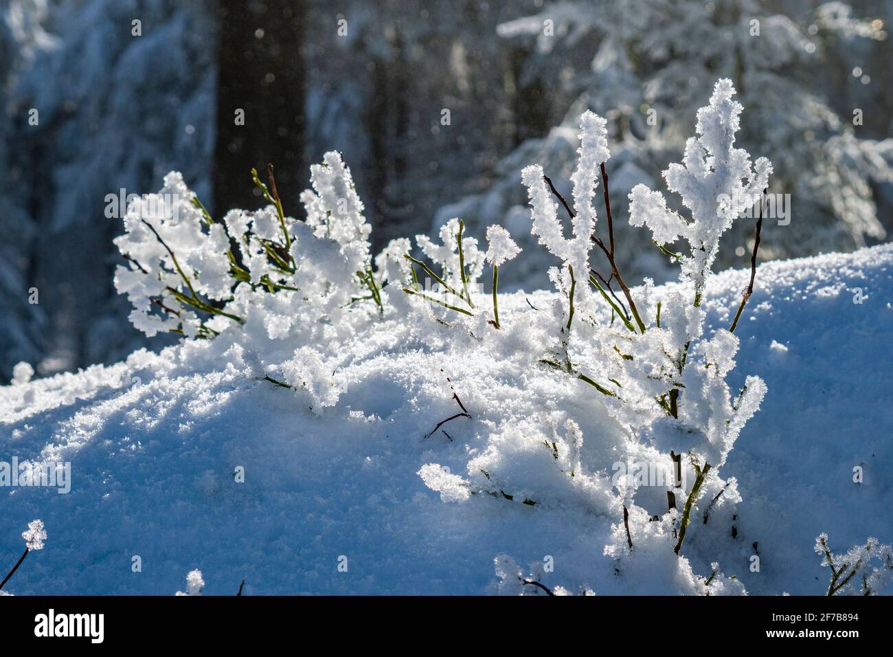 Fichtelberg erzgebirge winter -Fotos und -Bildmaterial in hoher ...