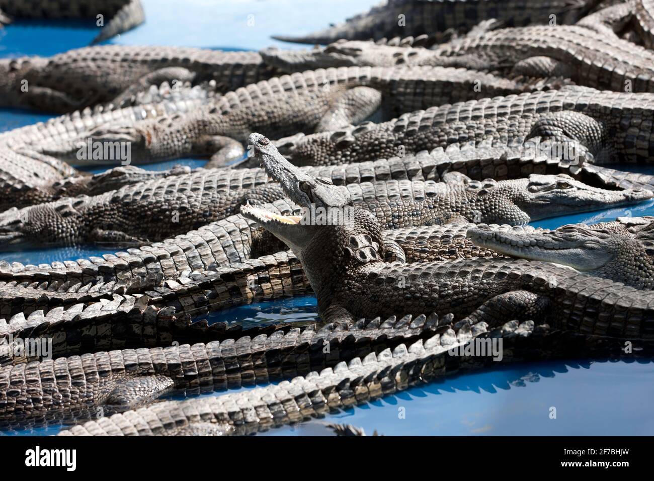 Crocodile Farm Australia Stockfotos und -bilder Kaufen - Alamy