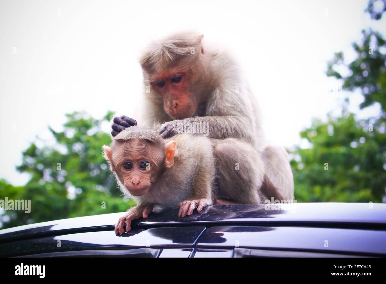 Affen auf dem auto -Fotos und -Bildmaterial in hoher Auflösung – Alamy