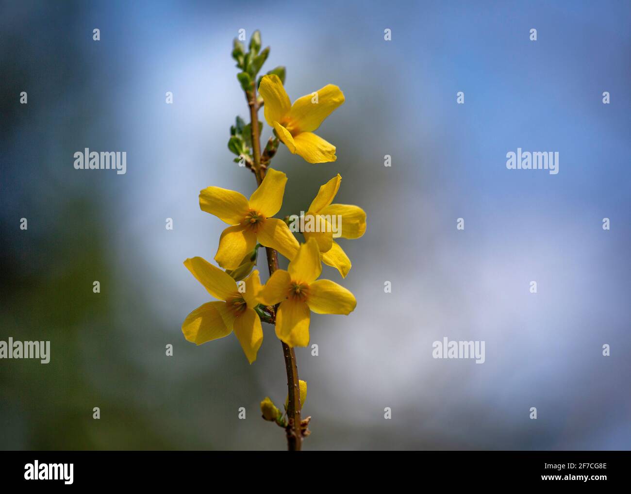 April blumen -Fotos und -Bildmaterial in hoher Auflösung – Alamy
