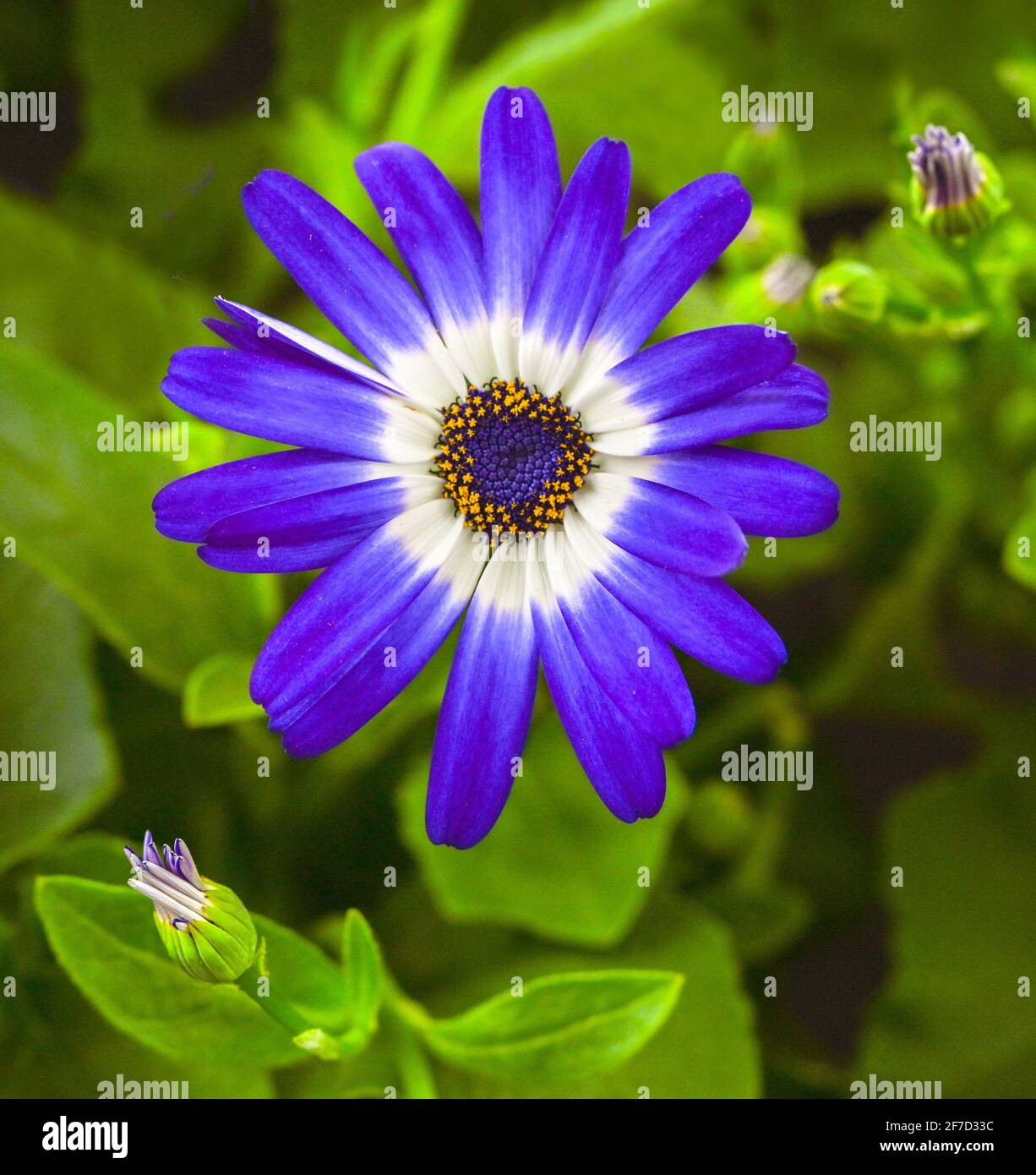 Cineraria hybrid -Fotos und -Bildmaterial in hoher Auflösung – Alamy