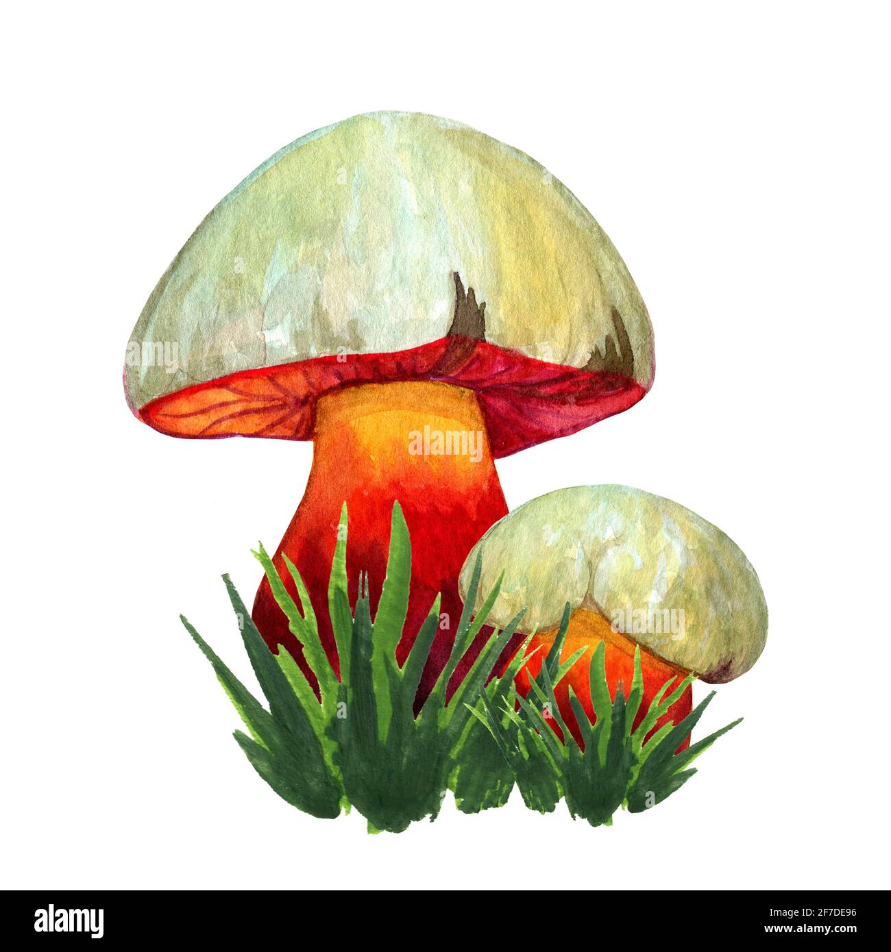 Bolet satan -Fotos und -Bildmaterial in hoher Auflösung – Alamy