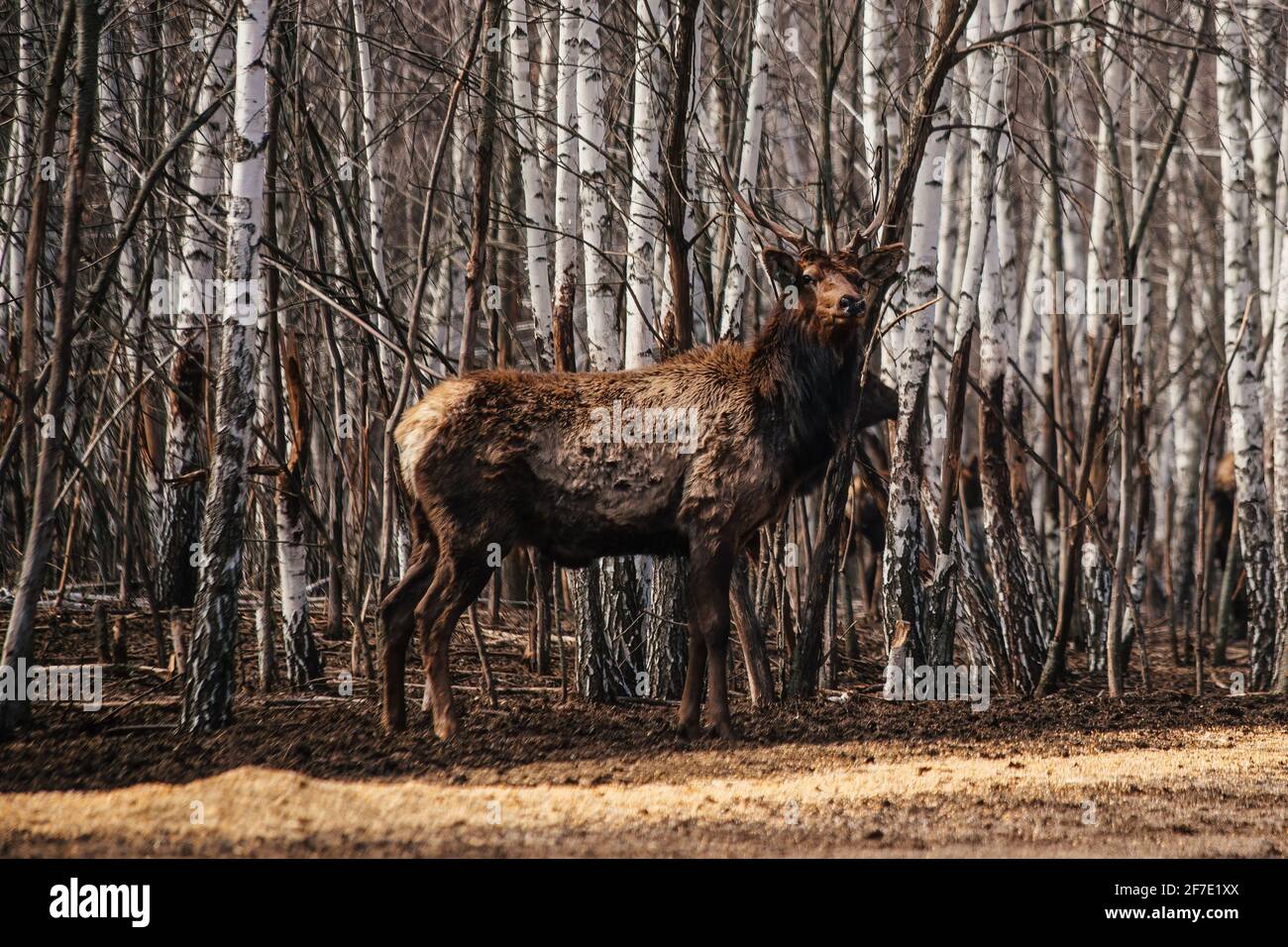 Maral deer -Fotos und -Bildmaterial in hoher Auflösung – Alamy