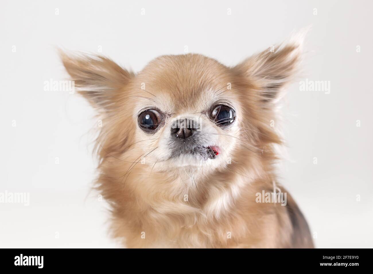 Dummer hund -Fotos und -Bildmaterial in hoher Auflösung – Alamy