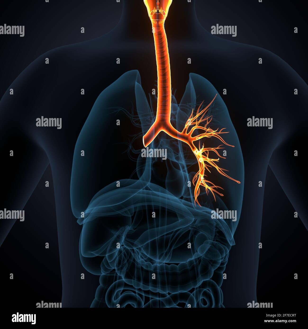 Menschliches Atmungssystem Stockfotos und -bilder Kaufen - Alamy