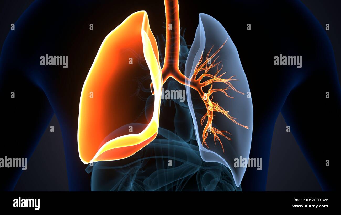 Menschliches Atmungssystem Stockfotos und -bilder Kaufen - Alamy