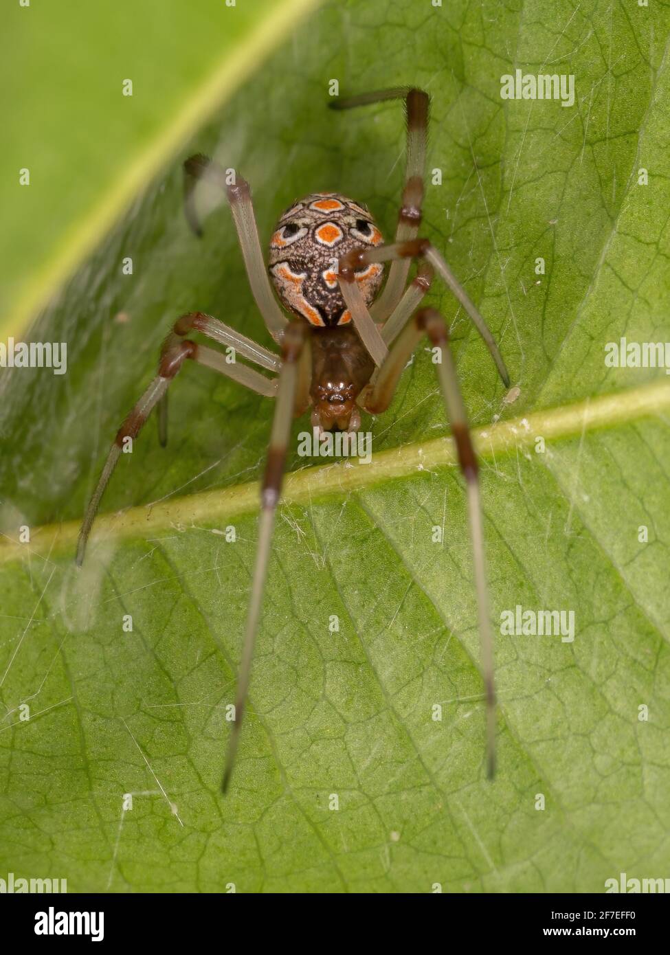 Kleine braune Witwe der Art Latrodectus geometricus Stockfotografie - Alamy