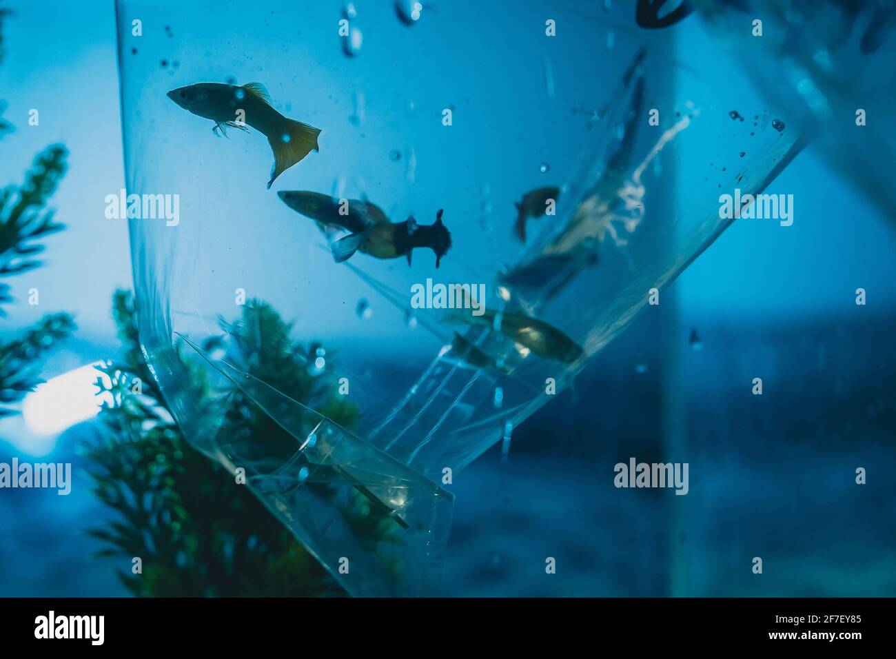 Neuer fisch -Fotos und -Bildmaterial in hoher Auflösung – Alamy