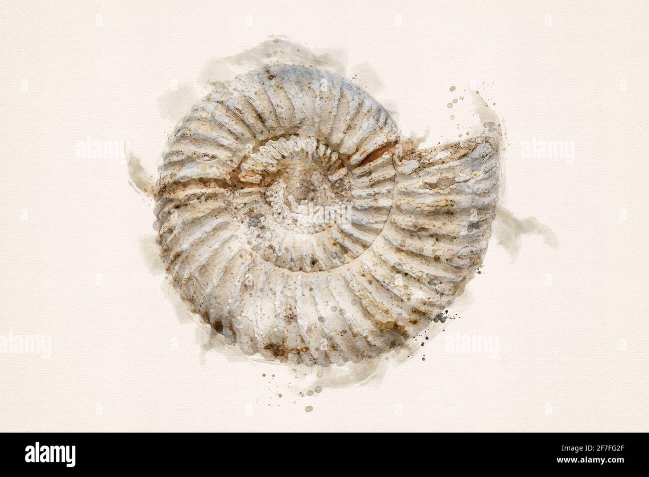 Ammonit Fossil. Jurassischer Ammonit. Fibonacci Spirale ...