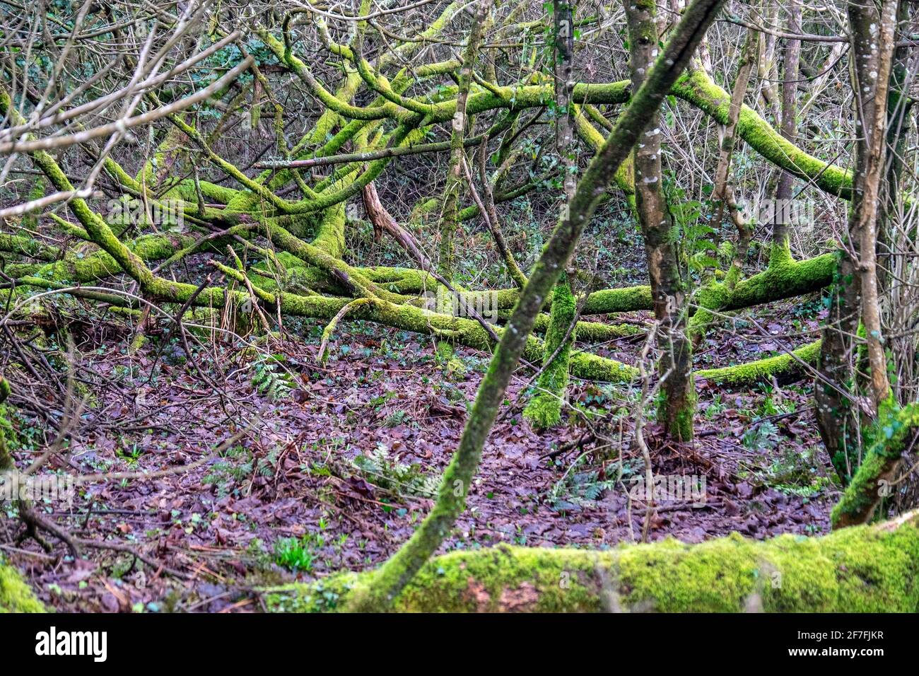 Holzige zweige -Fotos und -Bildmaterial in hoher Auflösung – Alamy