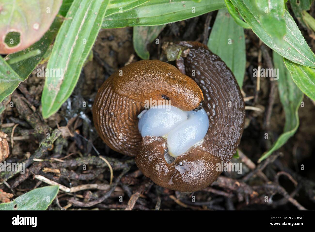 Verpaarung spanischer Nacktschnecken (Arion vulgaris), Familie der ...