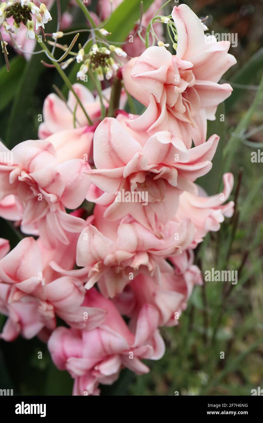 Rosa annabelle -Fotos und -Bildmaterial in hoher Auflösung – Alamy