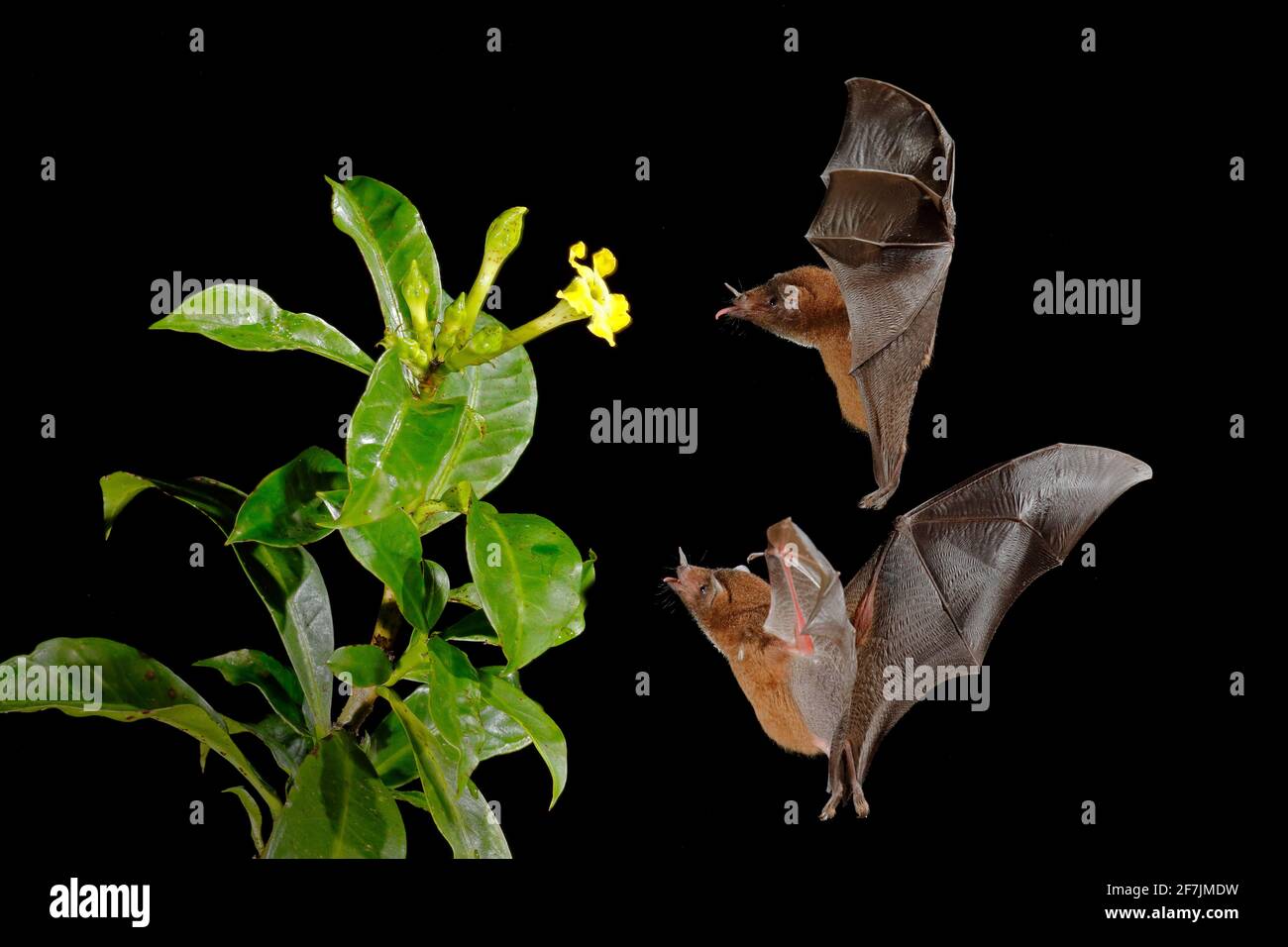 Nektar Fledermaus Stockfotos und -bilder Kaufen - Alamy