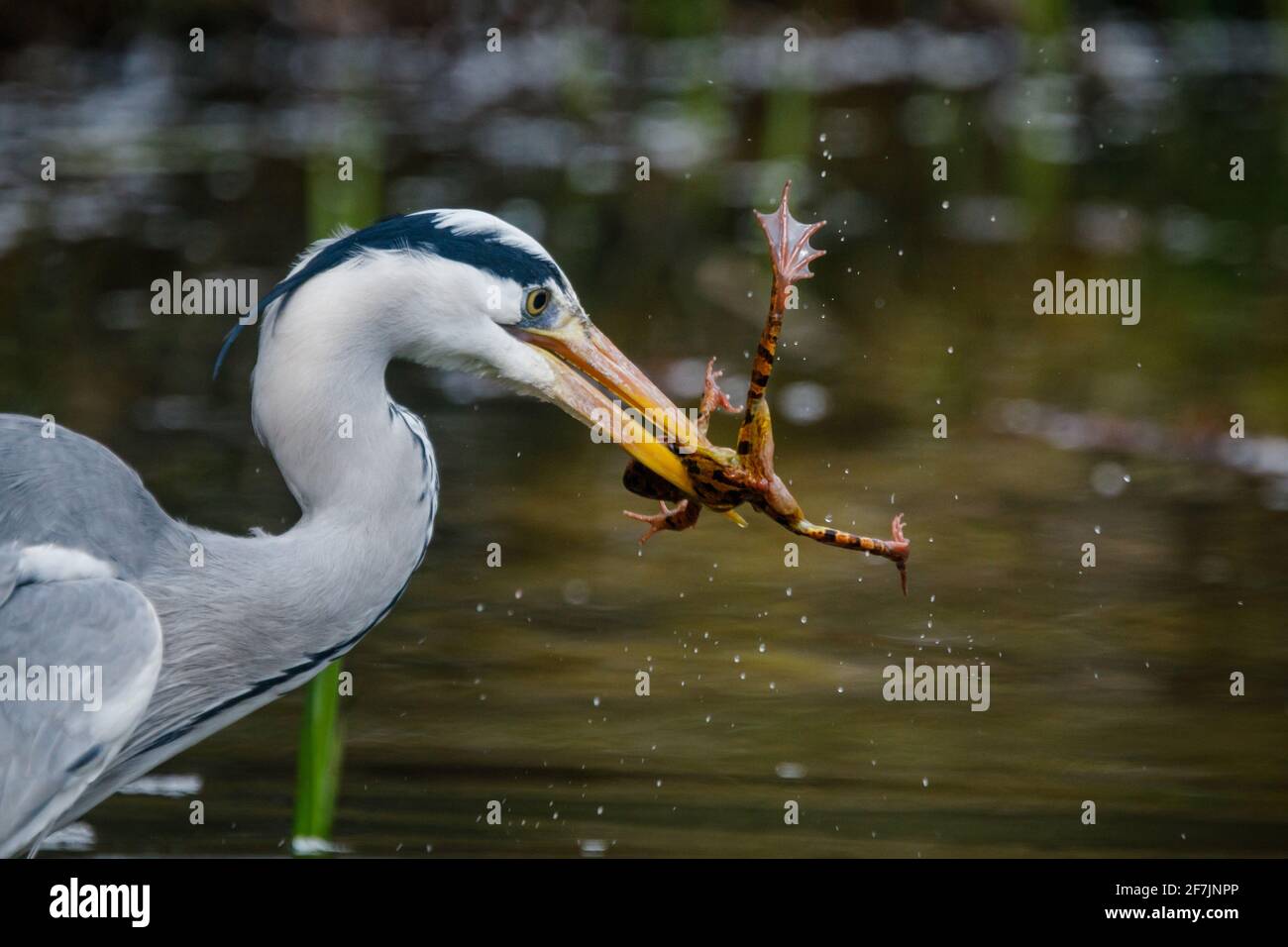 Gemeiner Brauner Frosch Stockfotos und -bilder Kaufen - Alamy