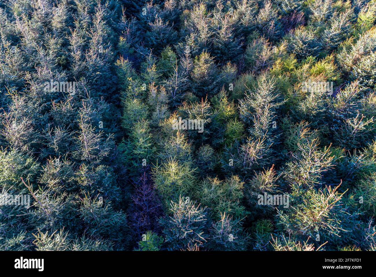 Evergreen tree forest -Fotos und -Bildmaterial in hoher Auflösung – Alamy