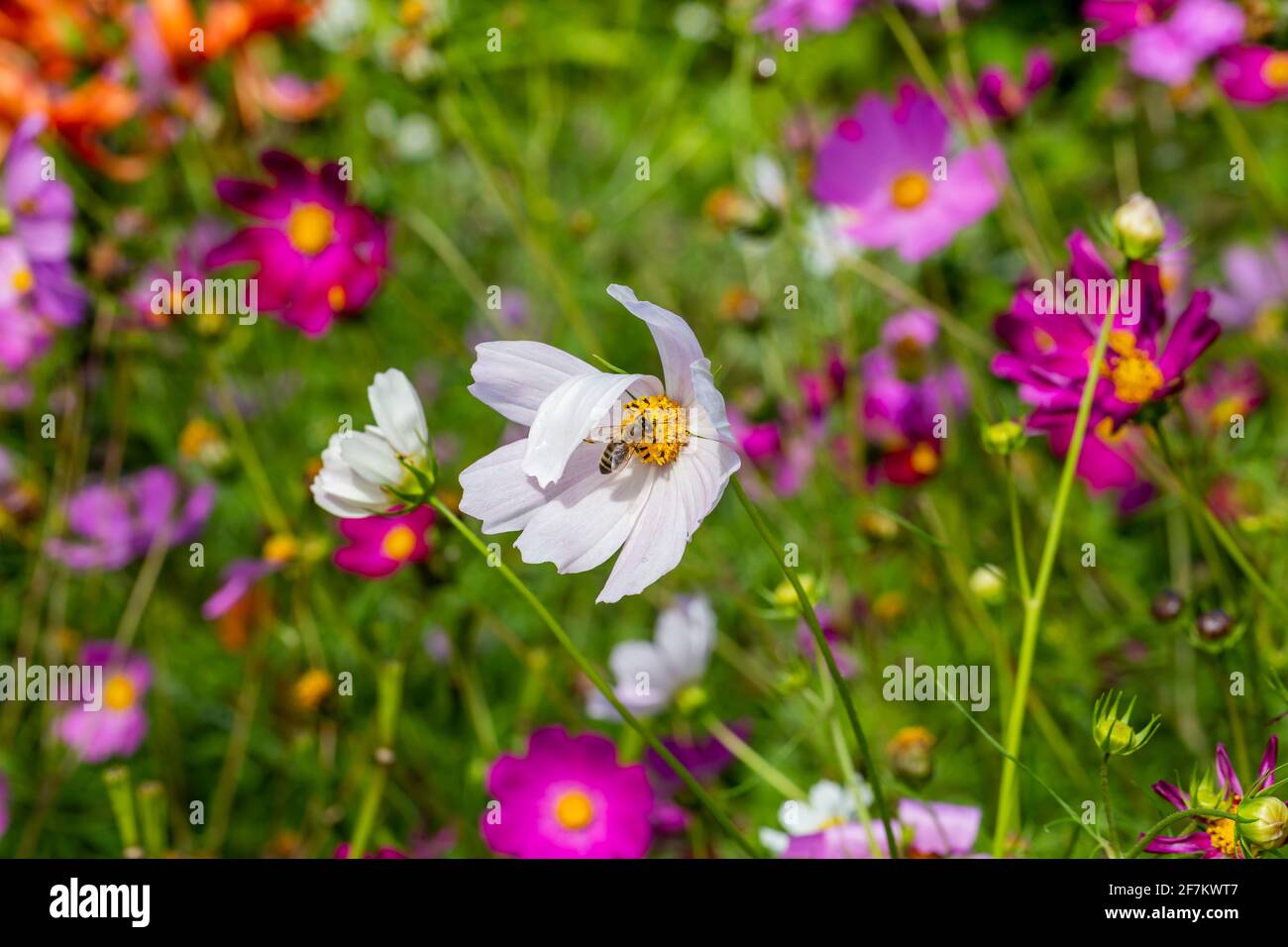 Conservacion de flora y fauna -Fotos und -Bildmaterial in hoher ...