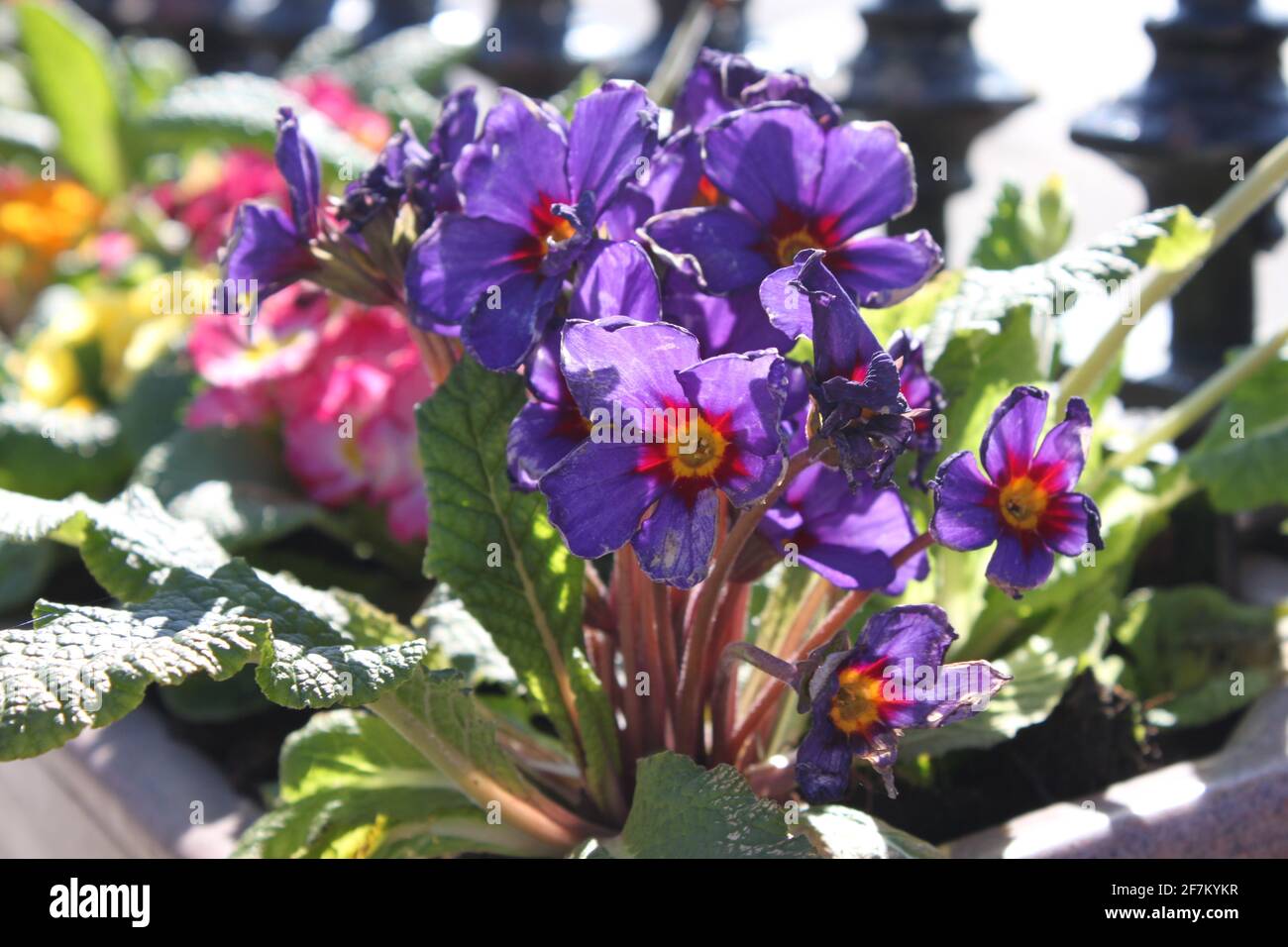 Primeln, die sich im sonnenschein aalen -Fotos und -Bildmaterial in ...