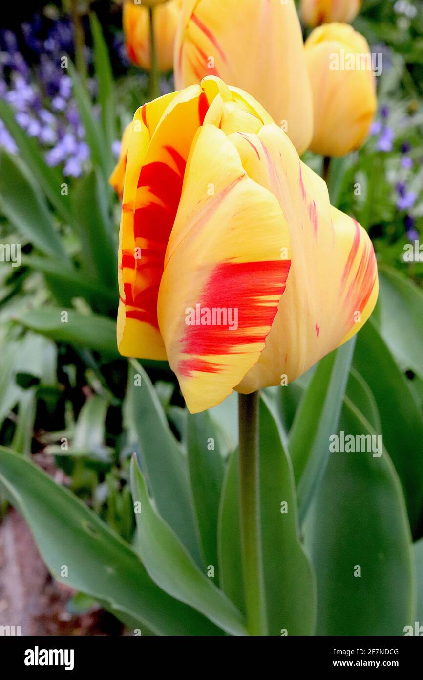 Dicke rote streifen -Fotos und -Bildmaterial in hoher Auflösung – Alamy