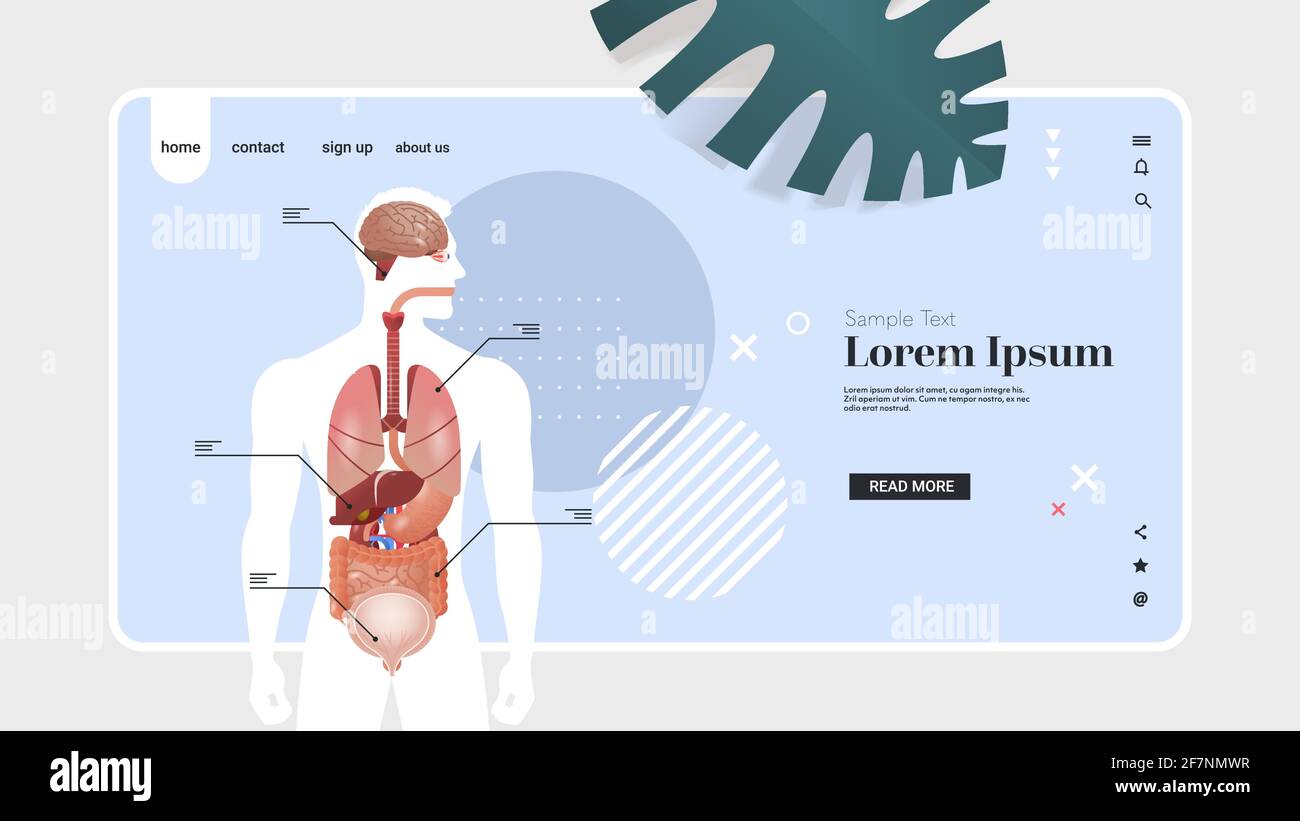 Infografik-Poster zur menschlichen Körperstruktur mit anatomischer ...