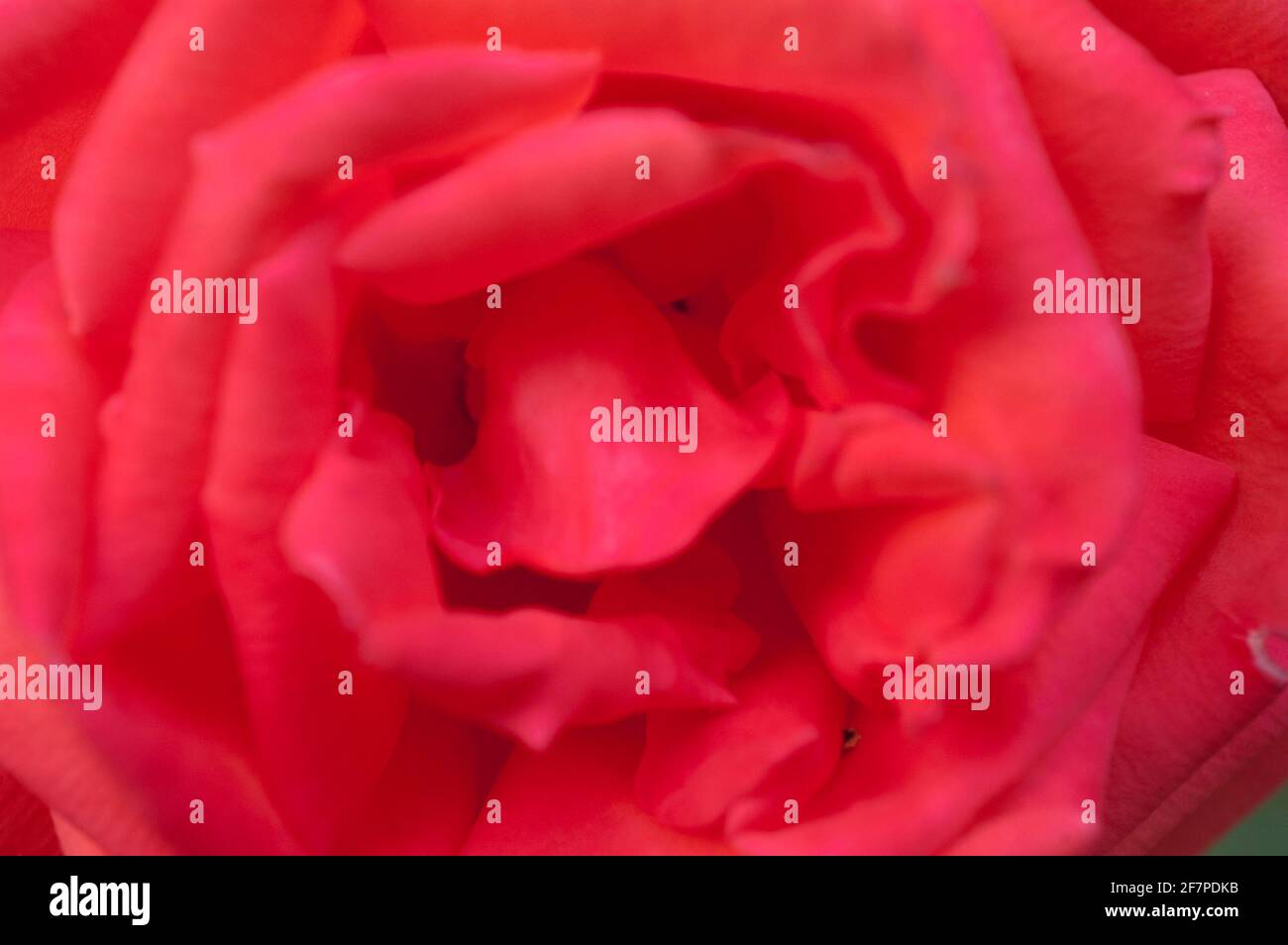 Erregt aufmerksamkeit -Fotos und -Bildmaterial in hoher Auflösung – Alamy