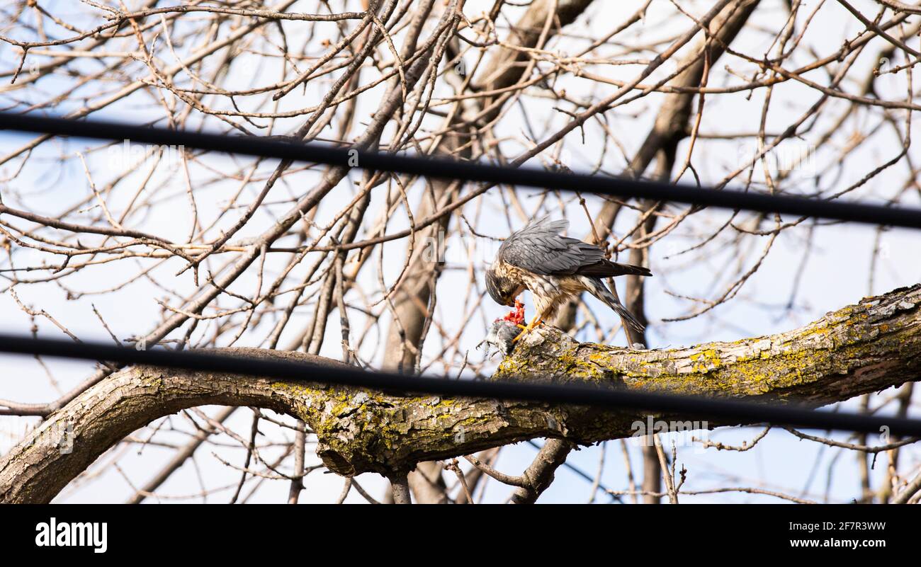 Blick auf einen Vogel, der ein Tier isst, während er unterwegs ist Ein ...