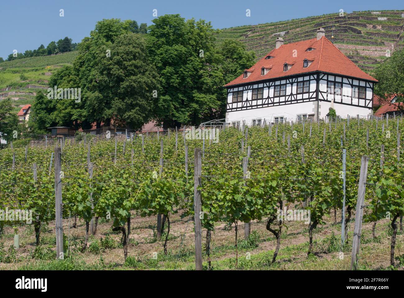 Weinberge Von Sachsen Stockfotos und -bilder Kaufen - Alamy
