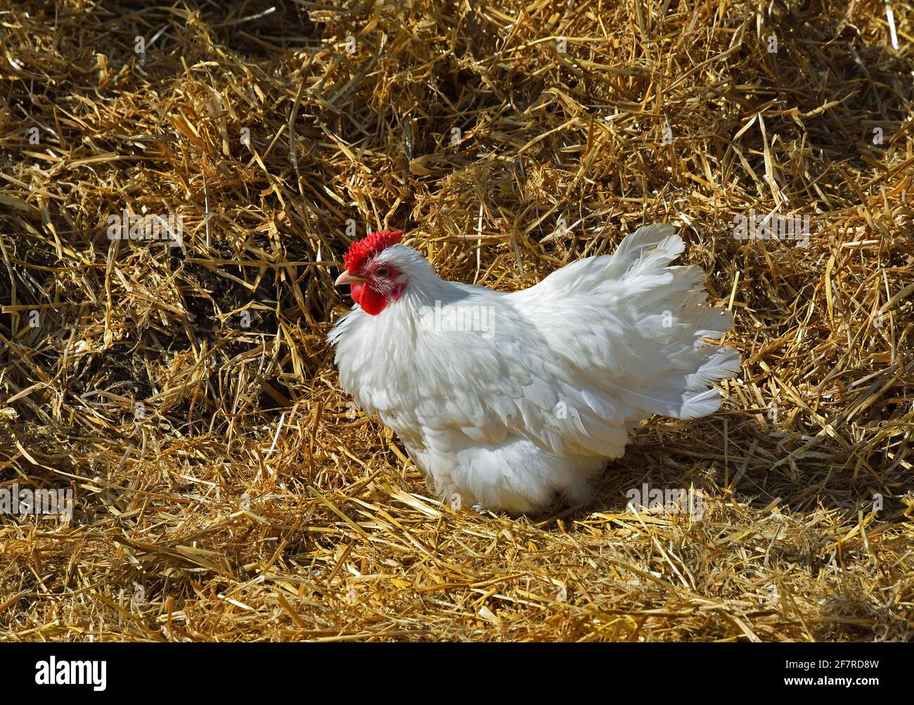 Vogel mit stroh im schnabel -Fotos und -Bildmaterial in hoher Auflösung ...