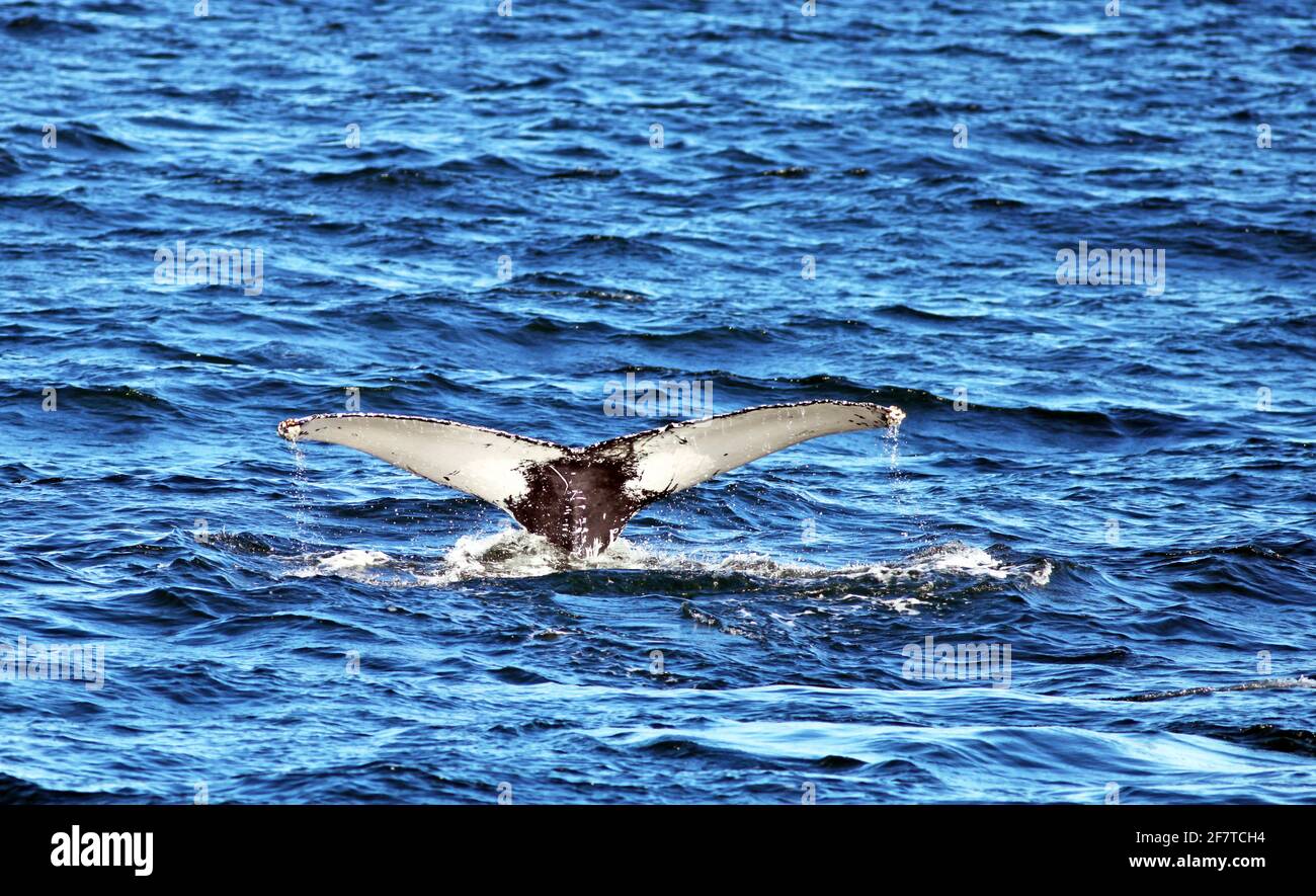 Snout of whale -Fotos und -Bildmaterial in hoher Auflösung – Alamy