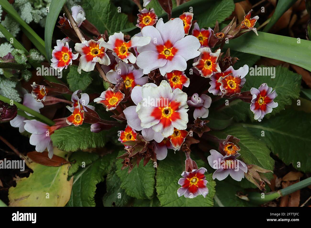 Primula acaulis ‘Antique Silver Shadow’ weiße Primel mit roten und ...