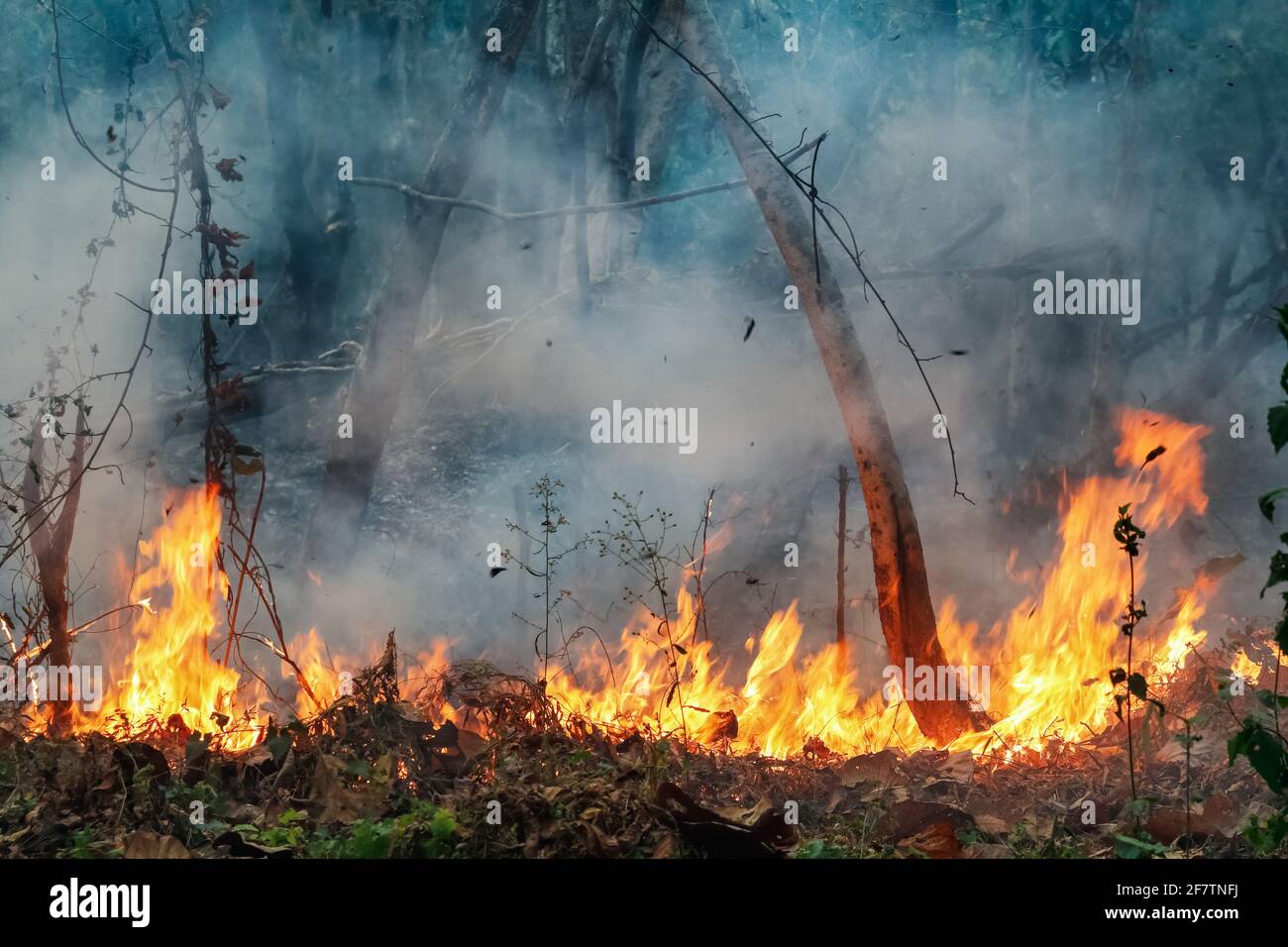 Deforestation amazon burning -Fotos und -Bildmaterial in hoher ...