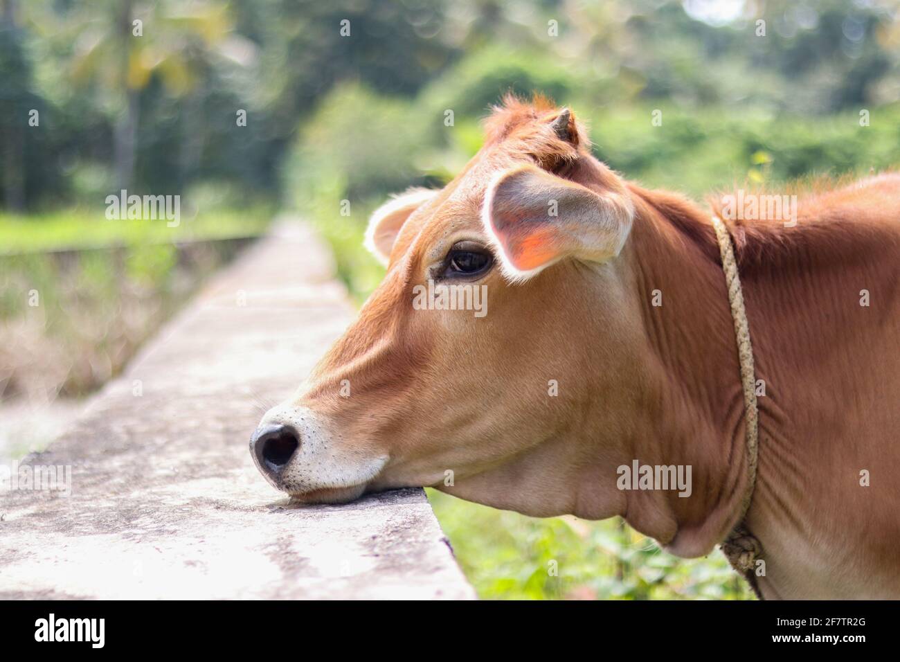 Selektive Fokusaufnahme einer braunen Kuh mit einem Seil Um den Hals Stockfotografie - Alamy