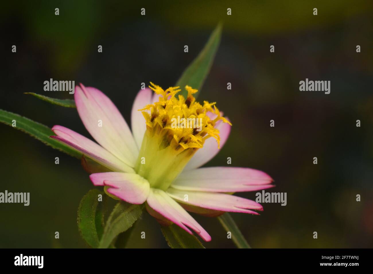 Essbarer kosmos -Fotos und -Bildmaterial in hoher Auflösung – Alamy