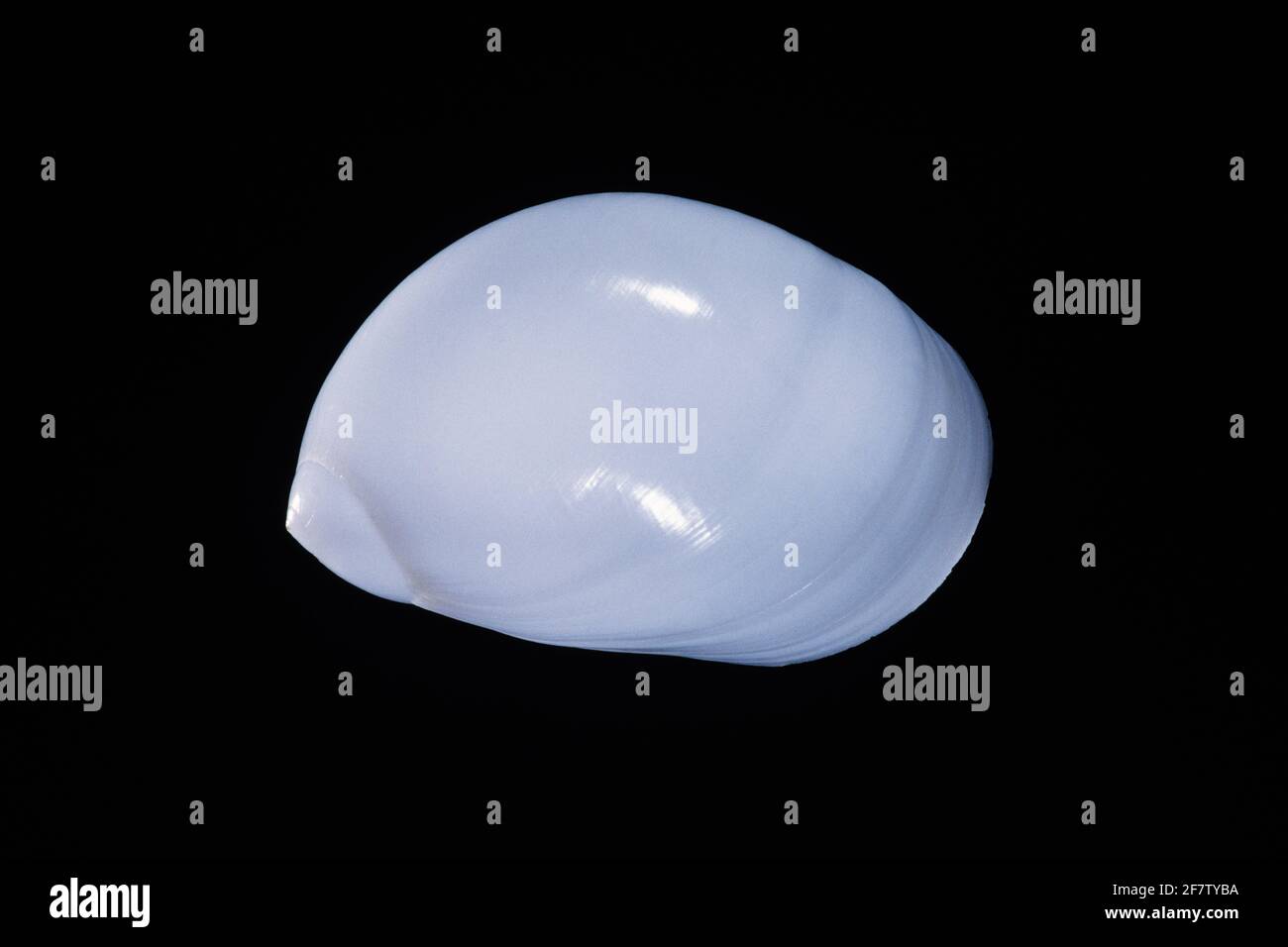 Beute auf muschelschalen -Fotos und -Bildmaterial in hoher Auflösung ...