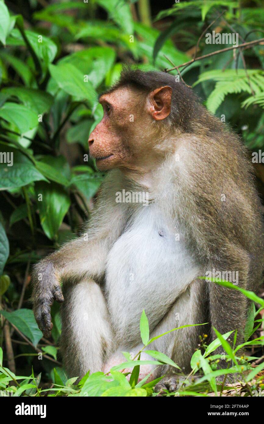 Affe icon -Fotos und -Bildmaterial in hoher Auflösung – Alamy