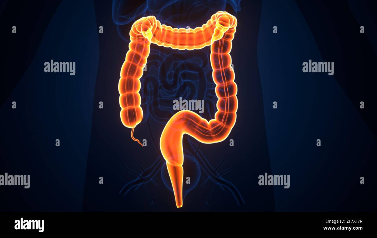 Dickdarm 3D Illustration Anatomie des menschlichen Verdauungssystems ...