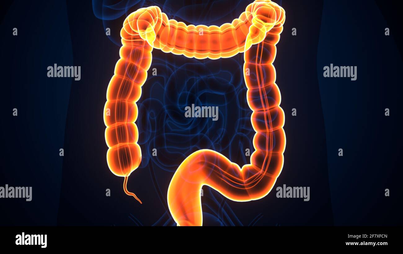 Dickdarm 3D Illustration Anatomie des menschlichen Verdauungssystems ...