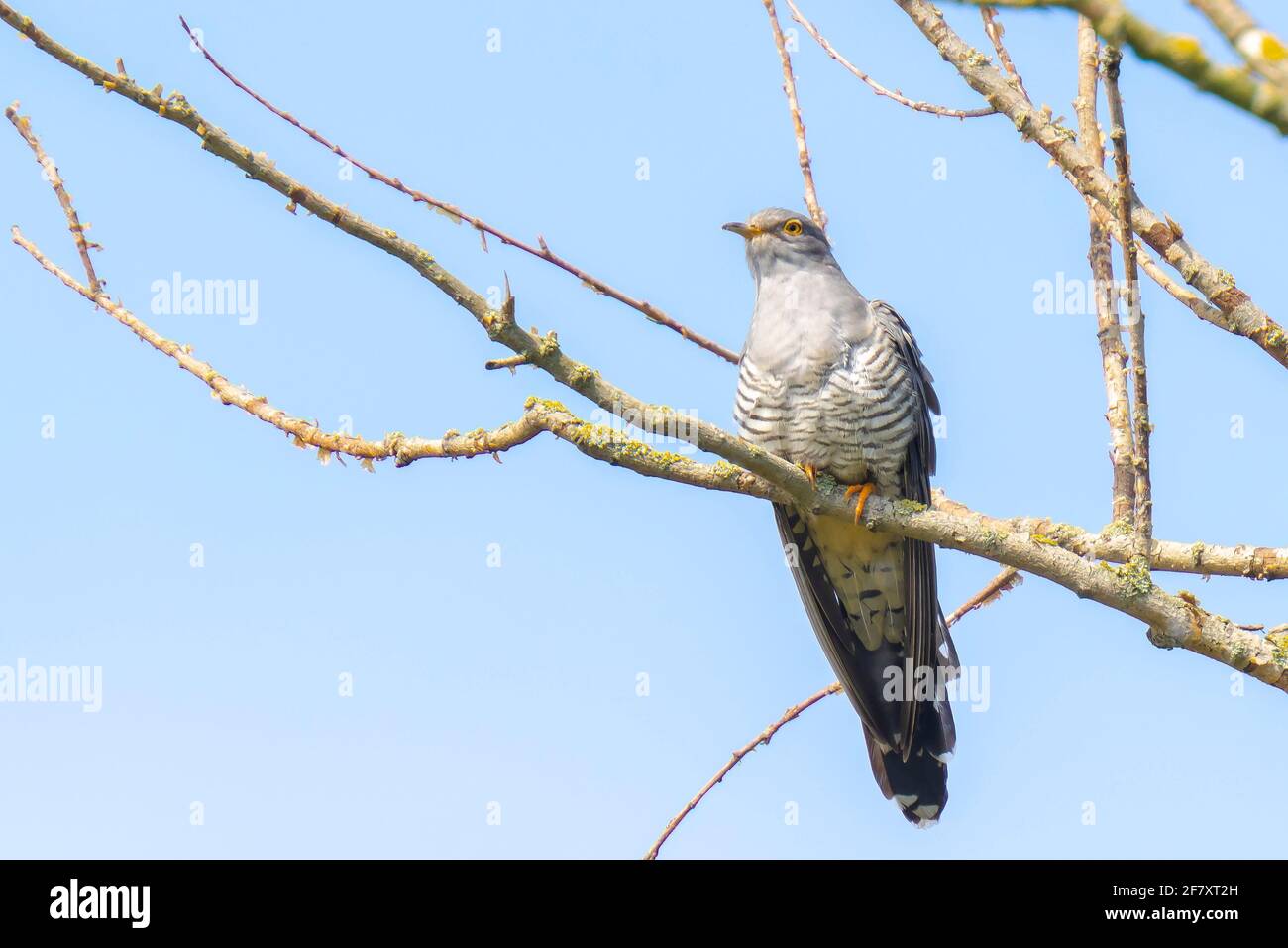 Kuckuck, Cuculus canorus, ruht und singt in einem Baum. Es ist ein ...